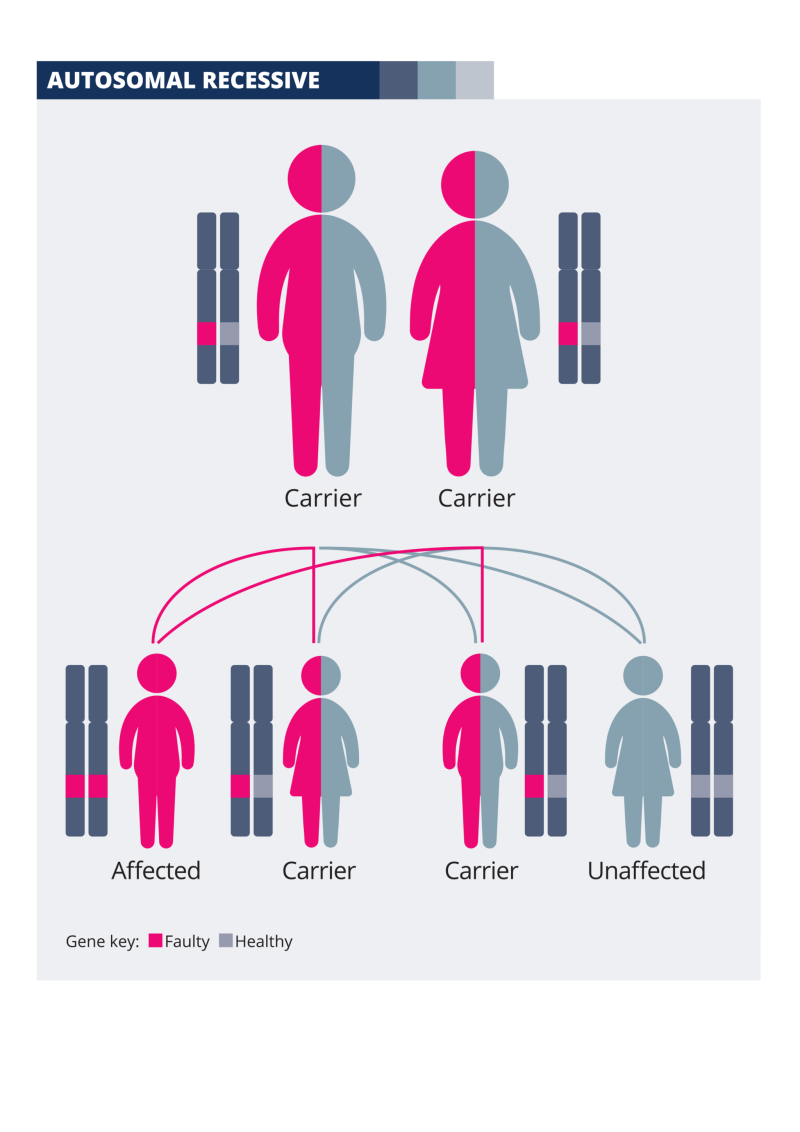 Autosomal recessive inheritance - Retina UK