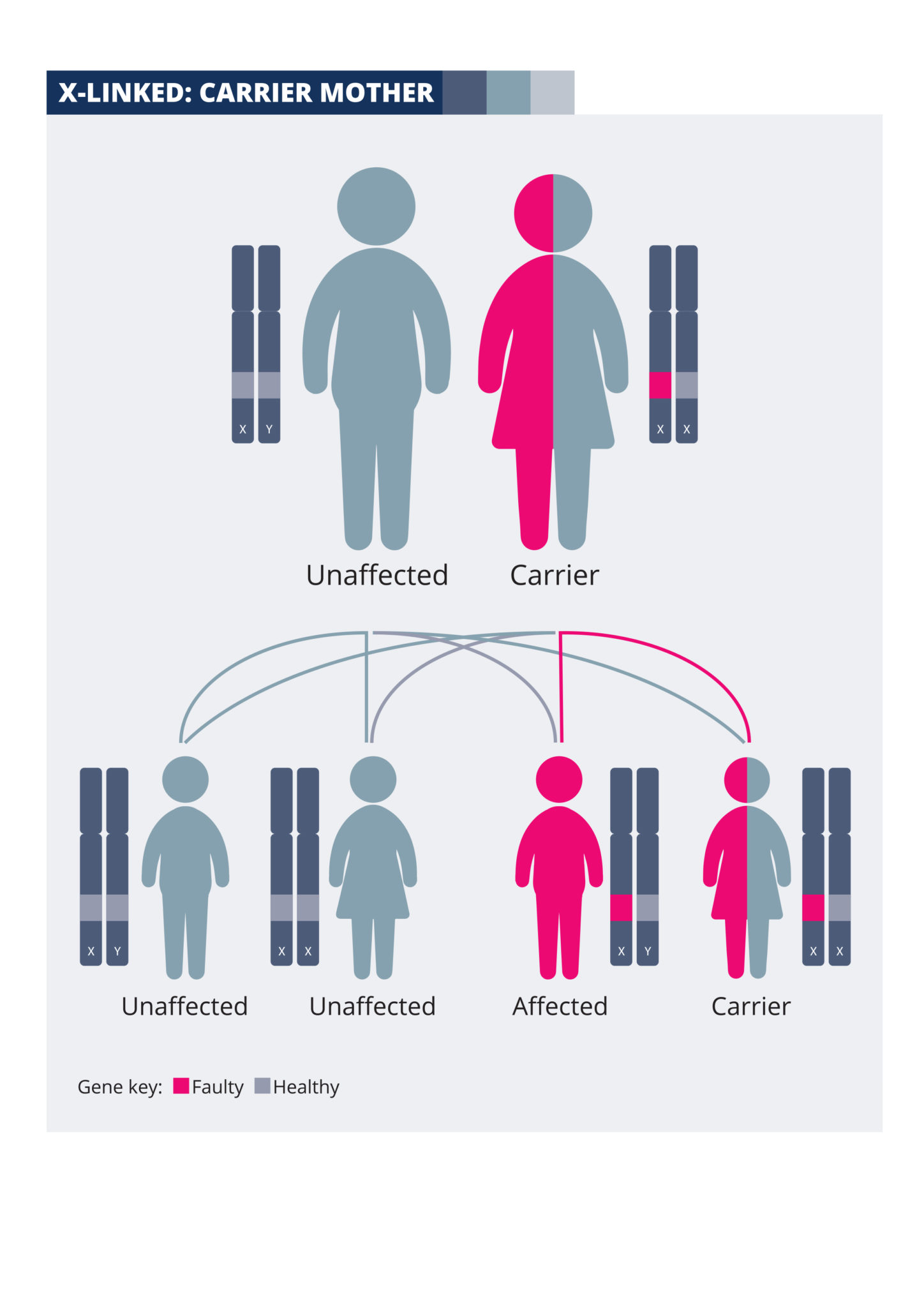 x-linked inheritance - Retina UK